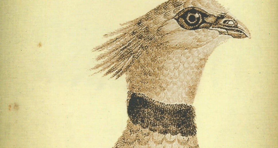 Mito del chajá - Mitos argentinos cortos